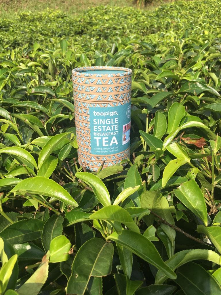 Single Estate Breakfast tea | teapigs – teapigs.com.hk